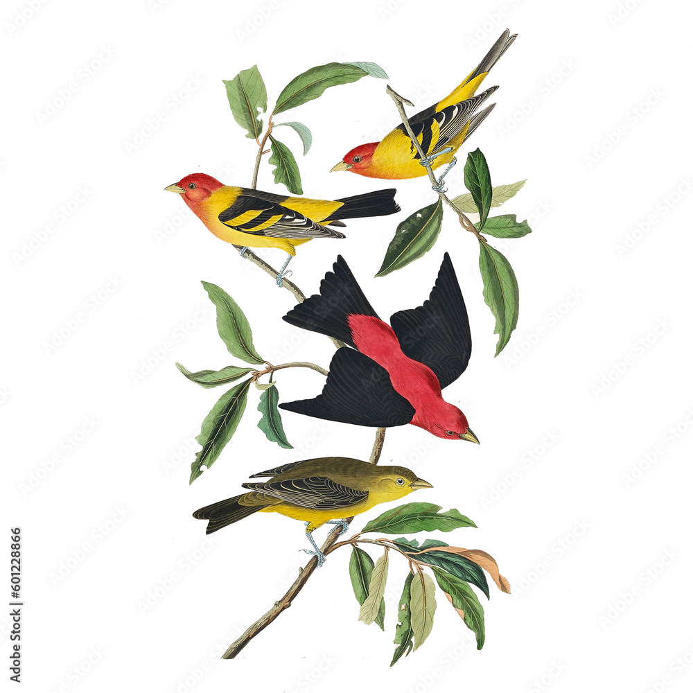 Botanical illustration of different types of birds with flowers on a ...