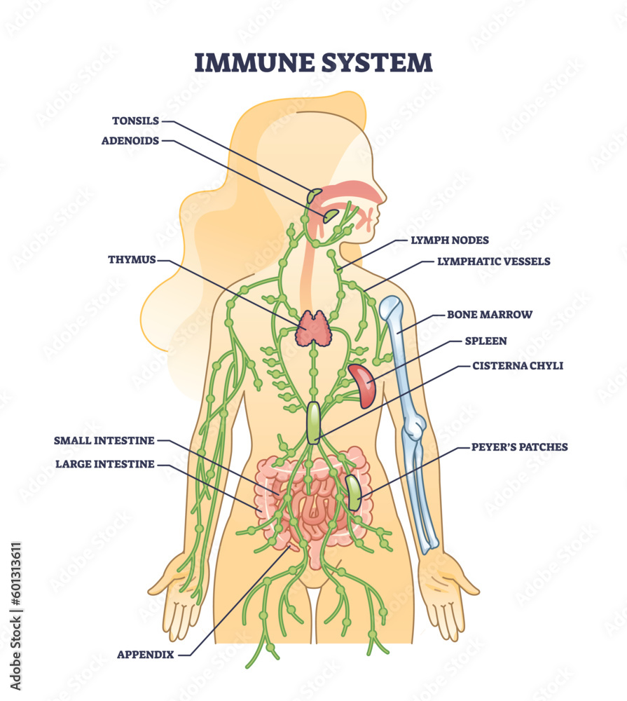 Immune system medical organs for human body protection outline diagram. Labeled educational ...
