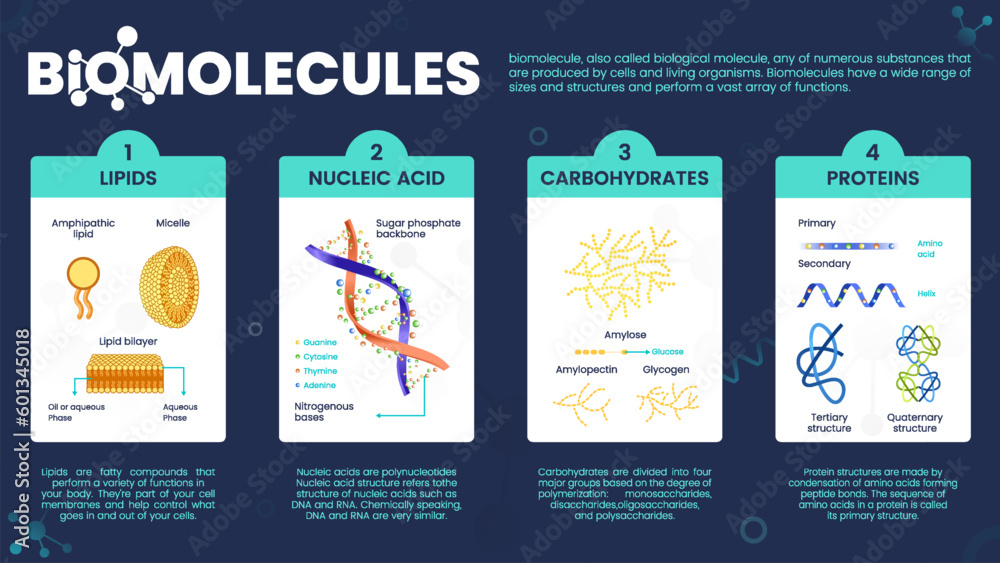 Biomolecules or Biological molecules infographics with Types of ...