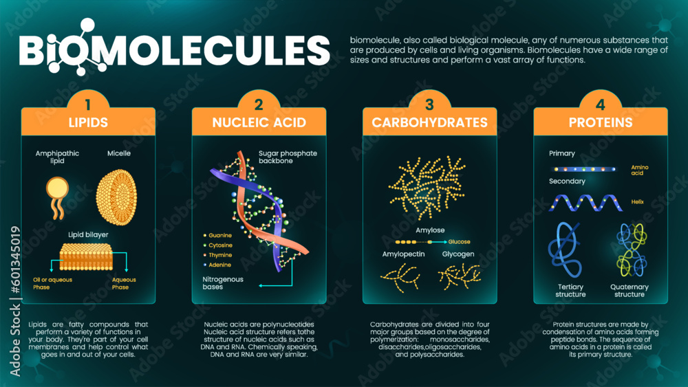Differences Between Lipids Carbohydrates Proteins Nucleic Acids Differences Between Lipids Carbohydrates Proteins Nucleic Acids