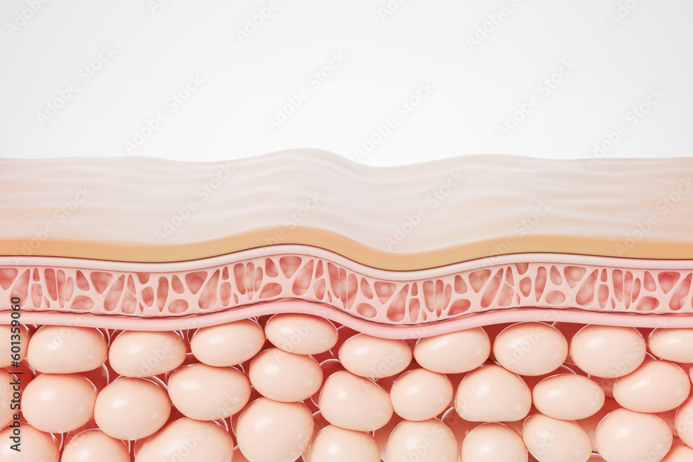 saggy skin layer and skin cells, 3D rendering. Stock Illustration ...