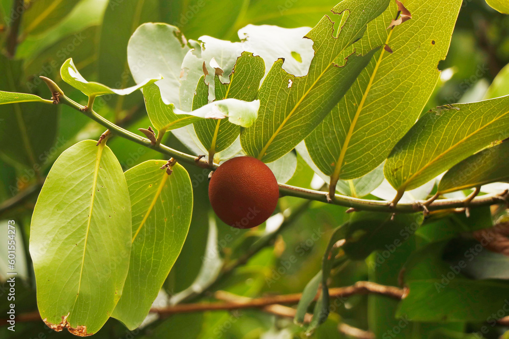 Diospyros peregrina (EBENACEAE) common names are Gaub persimon, Indian ...