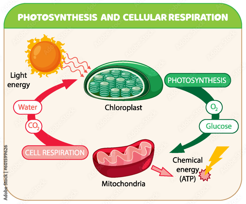 Photosynthesis and Cellular Respiration Diagram Stock Vector | Adobe Stock