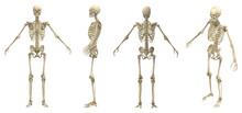 Human Skeleton Free Stock Photo - Public Domain Pictures