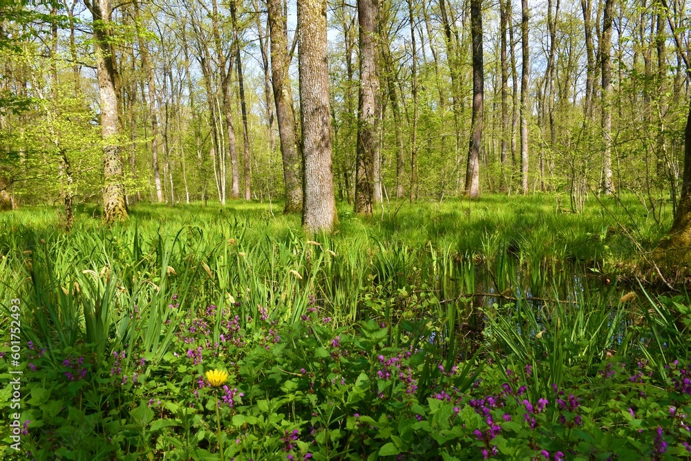 Wetland swamp Krakov forest with pedunculate oak (Quercus robur) trees ...