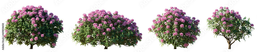 Rhododendron flowering pink purple bush shrub isolated png on a ...