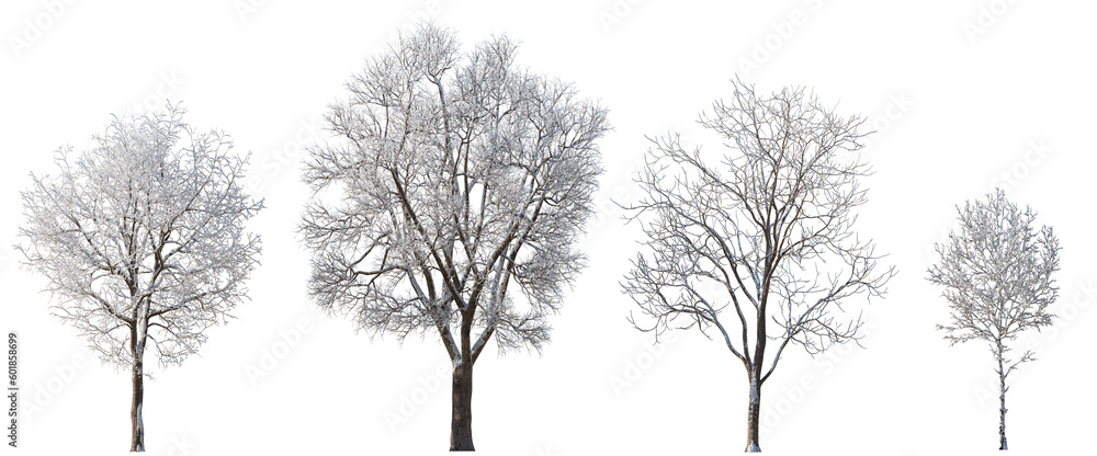 Winter various snowed trees isolated png on a transparent background ...