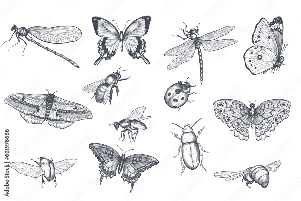 big set of insects bugs beetles and bees, fleas many species in vintage ...