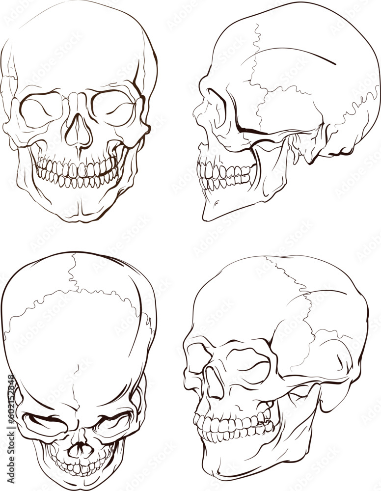 Human skull, anatomical hand drawing, different angles. Set of pictures of human skull, drawing ...