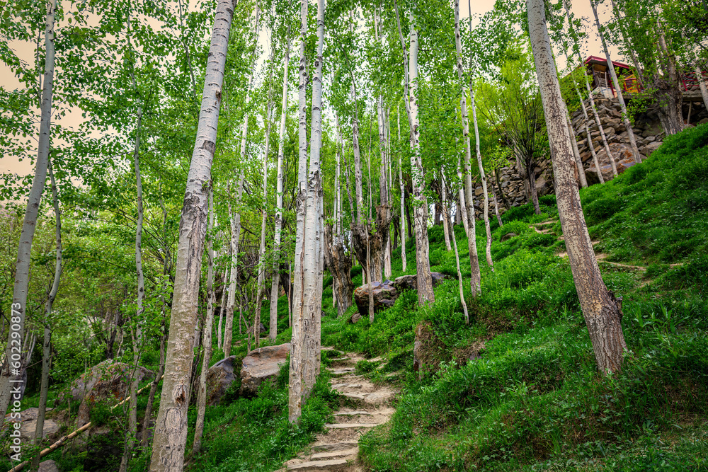 Beauty of Polpar Tree forest at Lower Kachura Lake, Skardu. Follow the ...