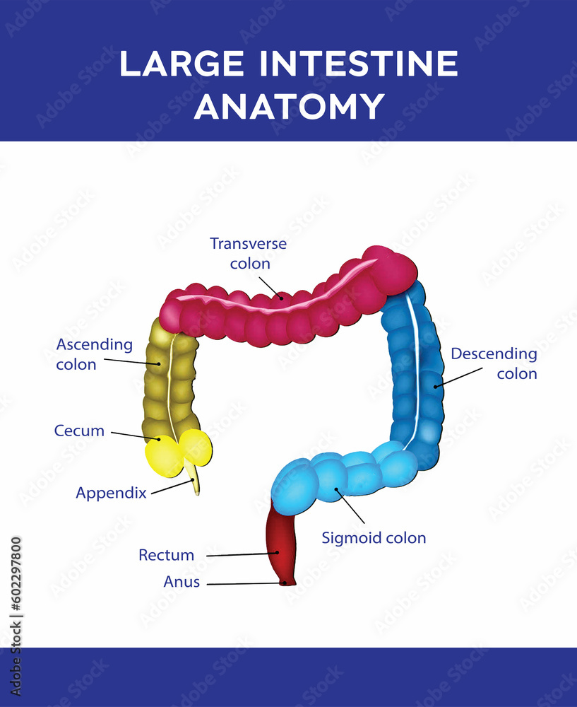 Anatomy of the human large intestine Stock Illustration | Adobe Stock