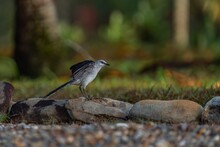 Mockingbird On Ground Close-up Free Stock Photo - Public Domain Pictures