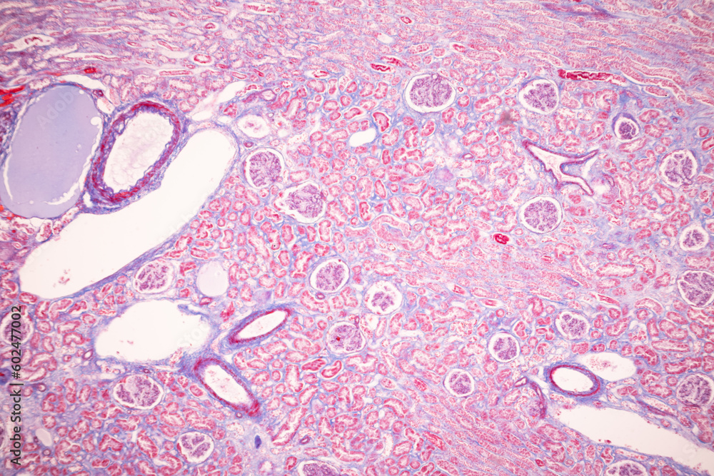 Histological Pancreas human, Liver human, Vermiform appendix human and ...