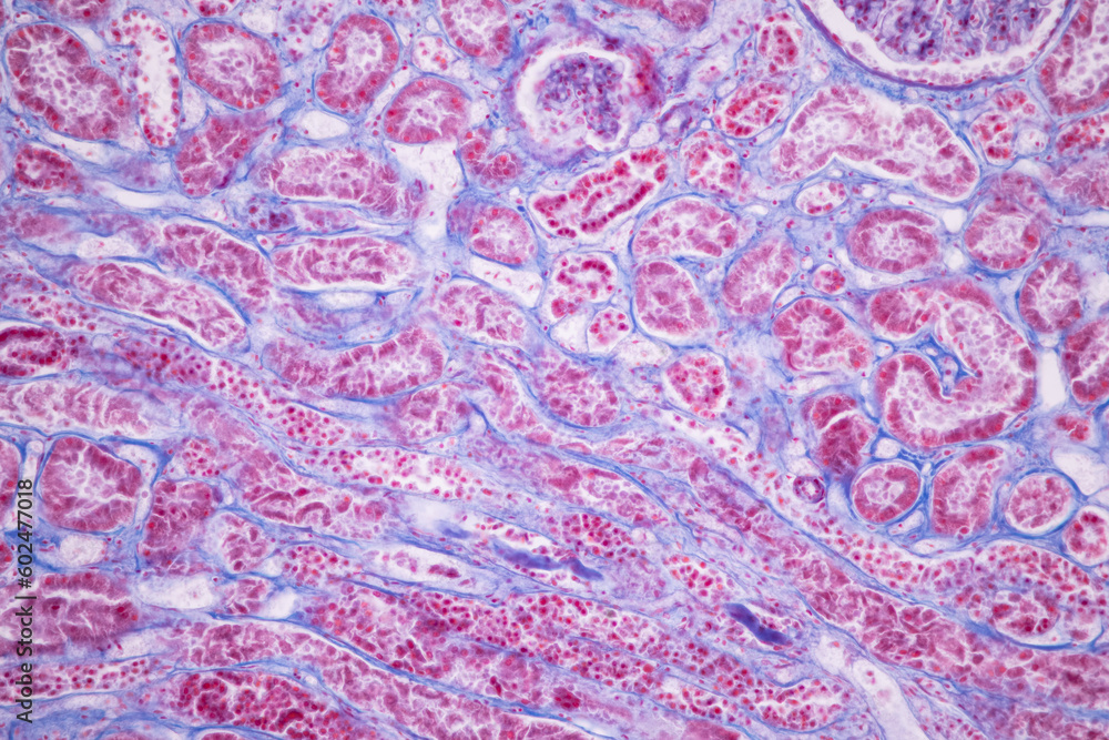 Histological Pancreas human, Liver human, Vermiform appendix human and ...