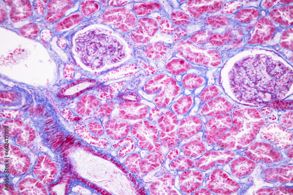 Histological Pancreas human, Liver human, Vermiform appendix human and ...
