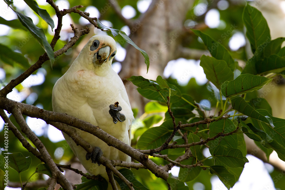 australian parrot little corella (bare-eyed cockatoo) eats seeds from ...