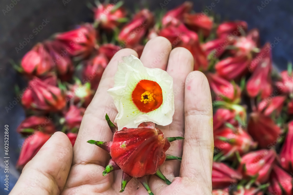 Hand holding fresh red Roselle fruit and flower (Jamaica sorrel ...