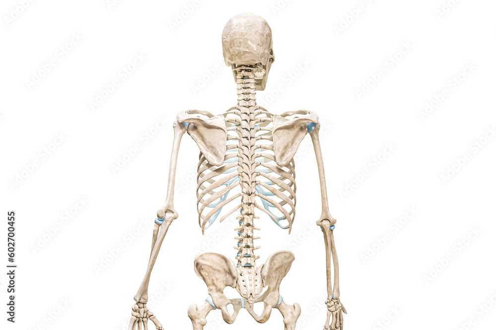 Vertebral or spinal column or backbone back view 3D rendering ...