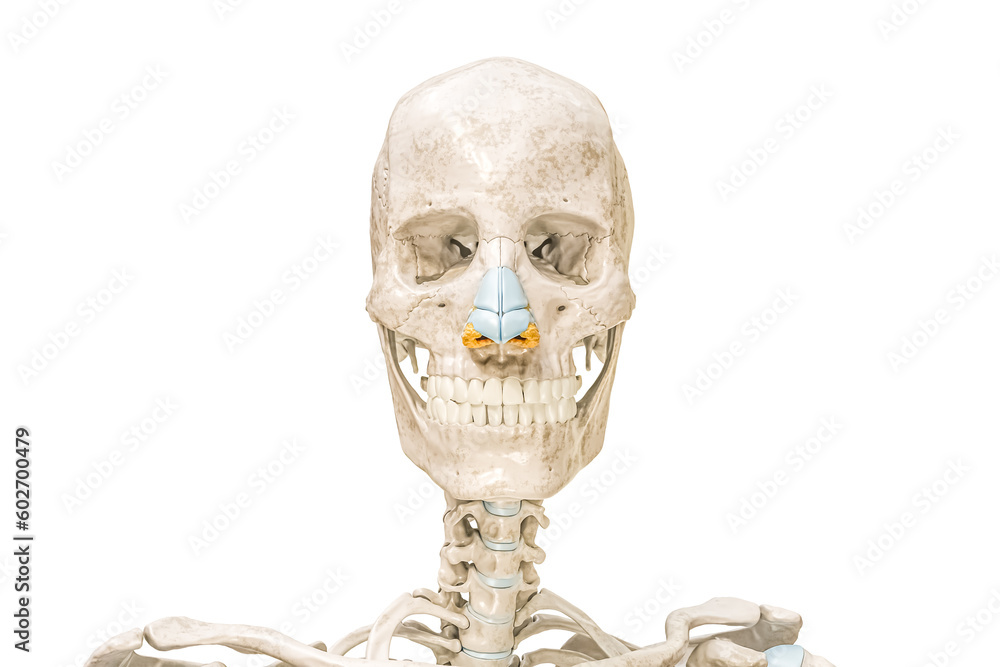 Ilustracja bez tantiem: Skull and nose cartilages contours front view ...