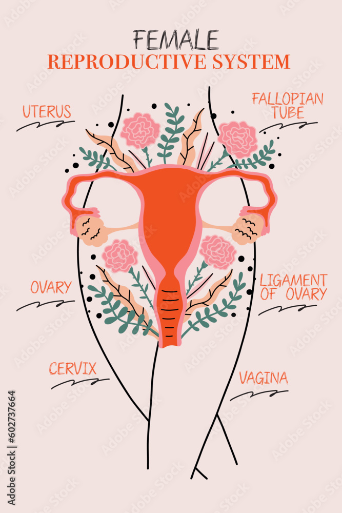 Female Reproductive System Illustrated poster. Medical illustration ...