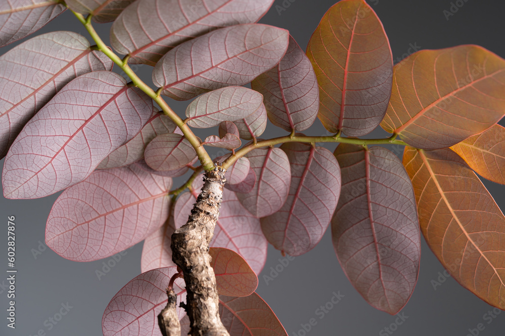 Back of Phyllanthus Mirabilis leaves close up with isolated grey ...