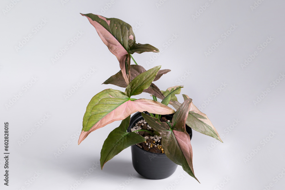 Syngonium Pink Splash in isolated white background. Syngonium ...