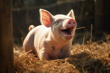 Laughing Pig Free Stock Photo - Public Domain Pictures