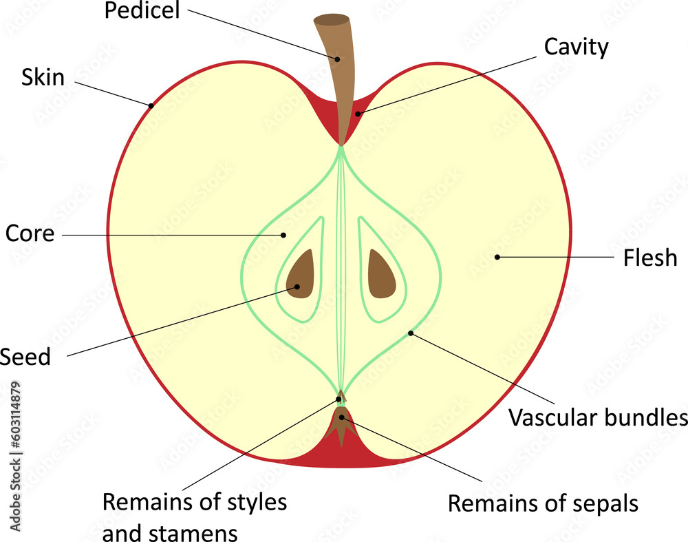 Ilustración de Stock Labelled diagram of an apple. Longitudinal section ...