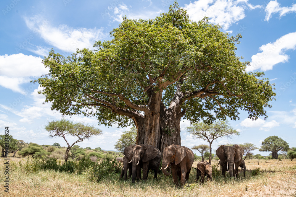 Family of elephants walk away from a Baobab Tree - Tarangire National ...