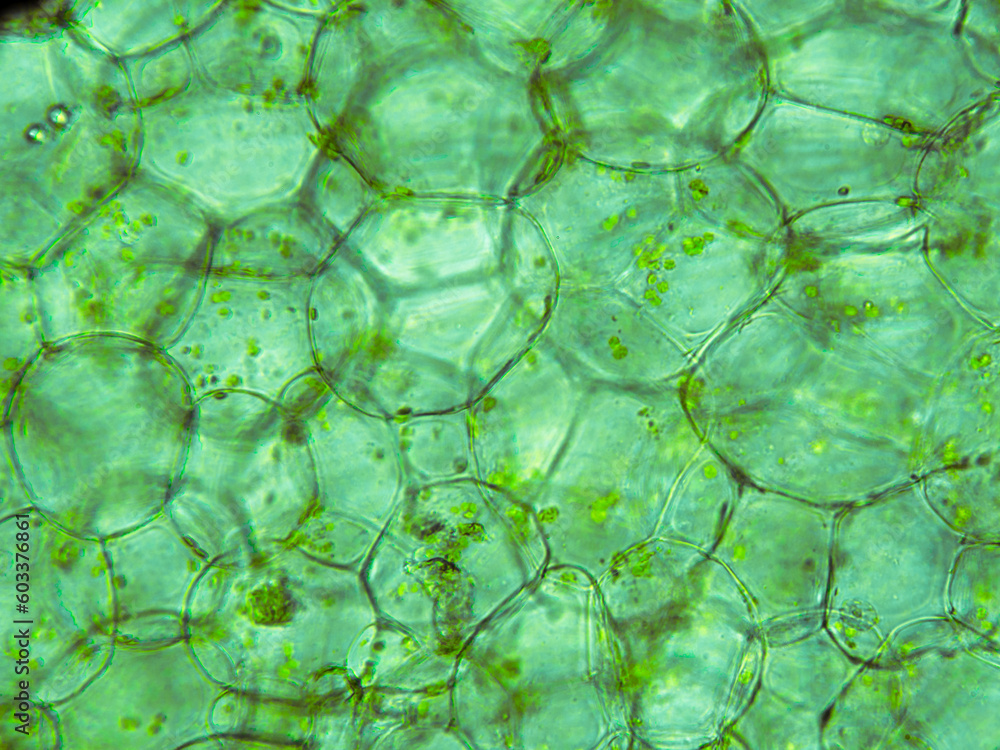 Squash cells texture seen in biological optical microscope. Stained for ...