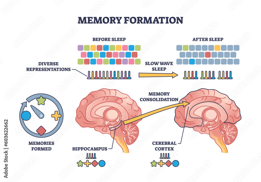 Memory formation and effective processing after night sleep outline diagram. Labeled educational ...
