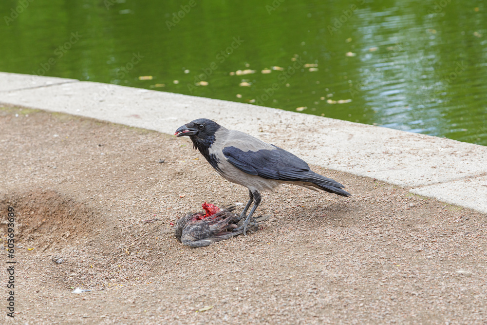 A Carrion Crow plucking and eating a dead Pigeon. A crow eating a dead ...