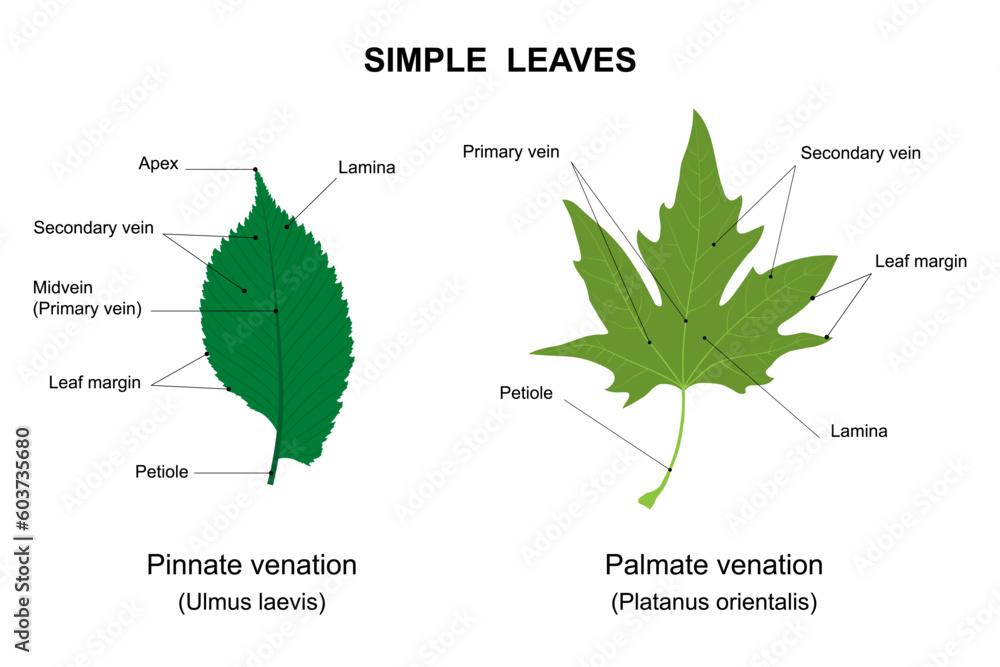 Simple leaves examples with names. Labelled diagram. Simple leaf with ...