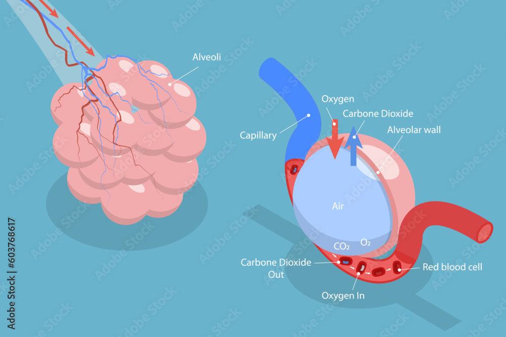 3D Isometric Flat Vector Conceptual Illustration of Alveolus Gas ...