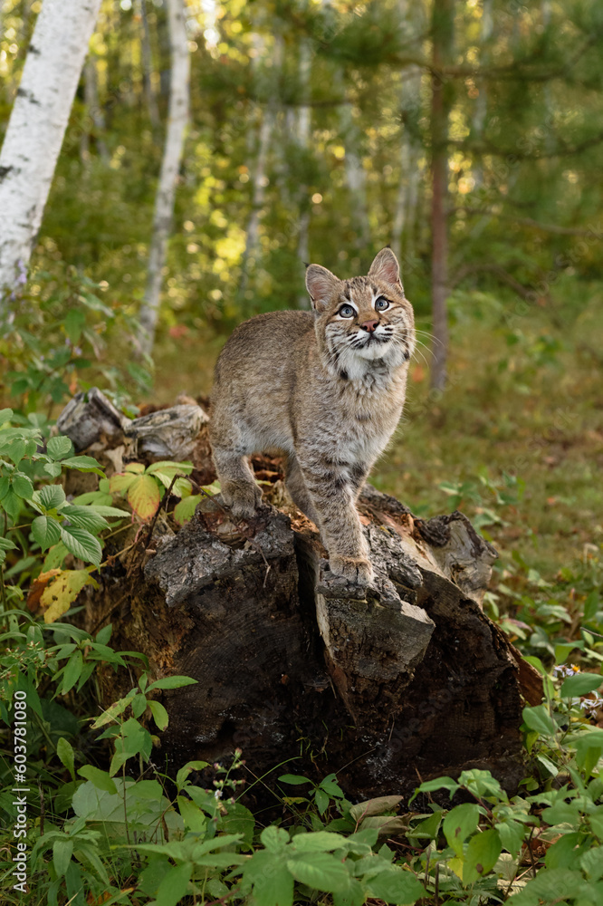 Bobcat (Lynx rufus) Looks Up Paw Forward Autumn Stock Photo | Adobe Stock
