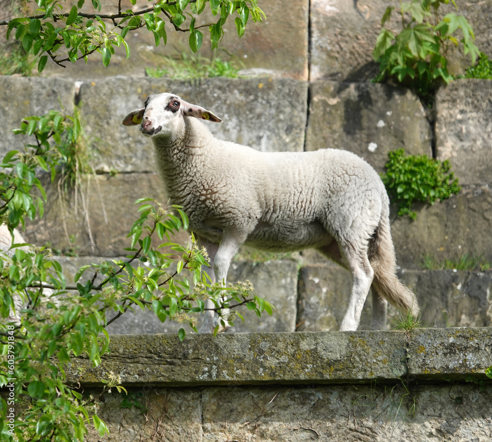 A young sheep walks over the castle wall in Bad Bentheim. The breed of ...