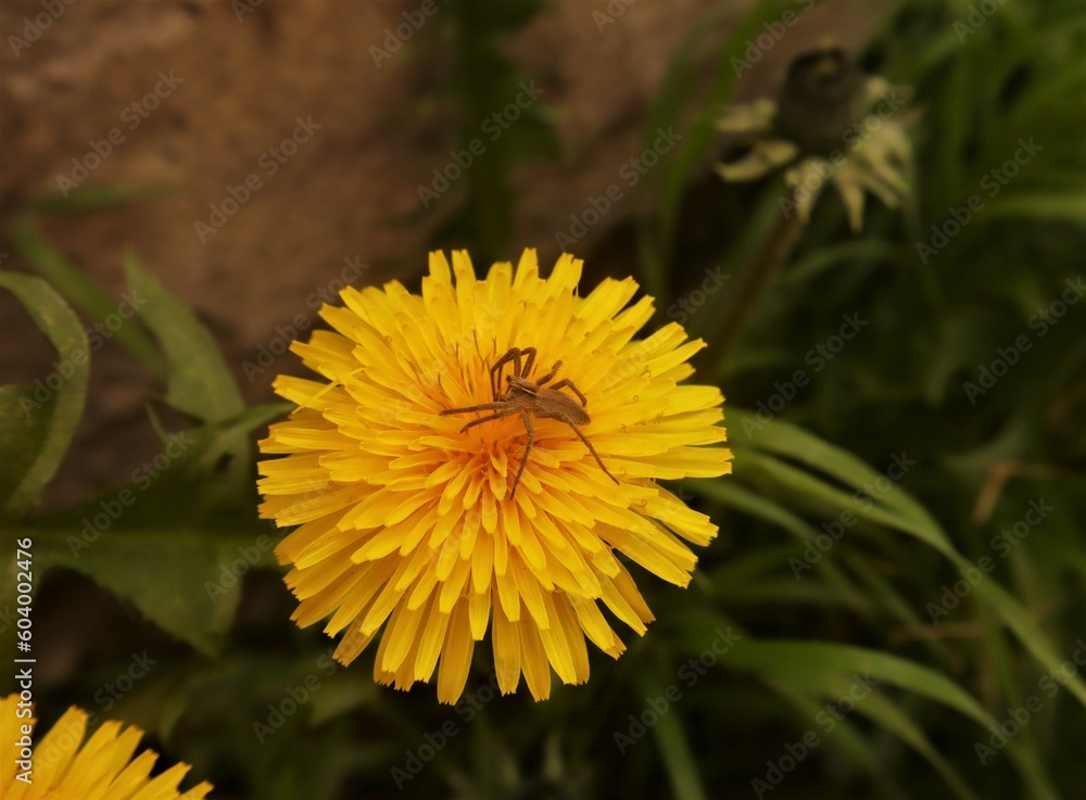 European Water spider (Dolomedes fimbriatus) standing on a dandelion ...