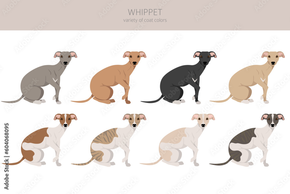 Whippet clipart. Different poses, coat colors set Stock Vector | Adobe ...
