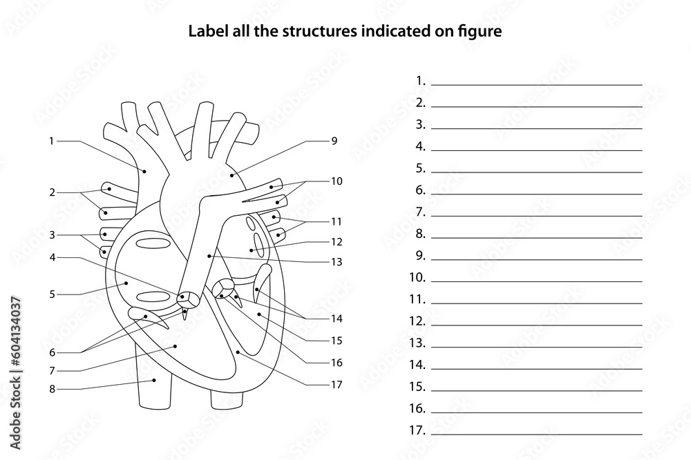 Human Anatomy Worksheet. Label all the structures indicated on figure ...