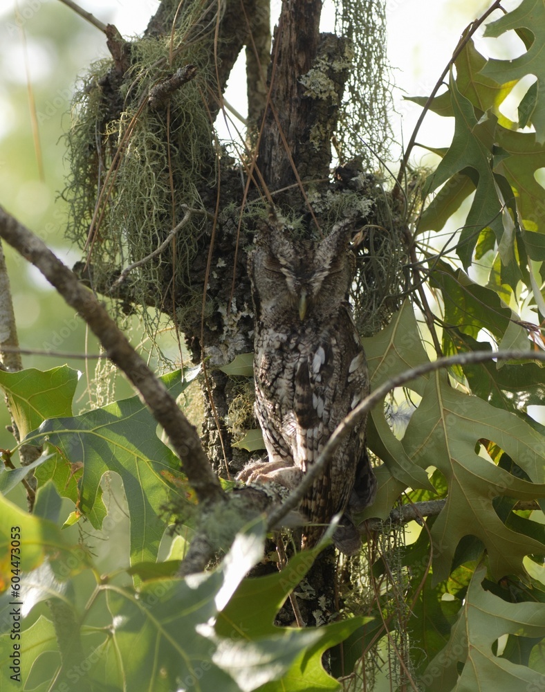 Grey male eastern screech owl - Megascops Asio - perched next to trunk ...