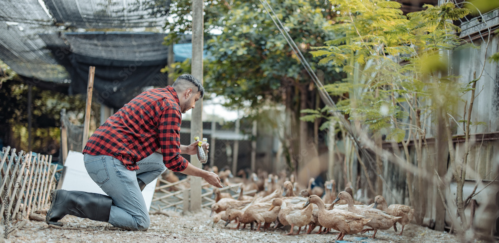 The livestock farm worker joyfully feeds the ducks. Identifying ...