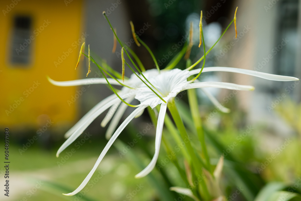Hymenocallis speciosa or commonly called spiderlily is a species of the ...