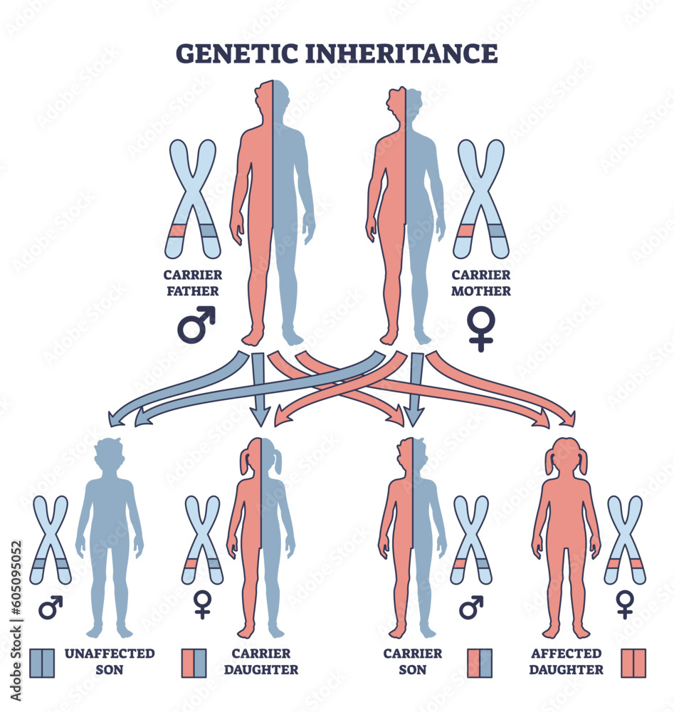 Genetic inheritance as two alleles in gene pair are inherited outline ...