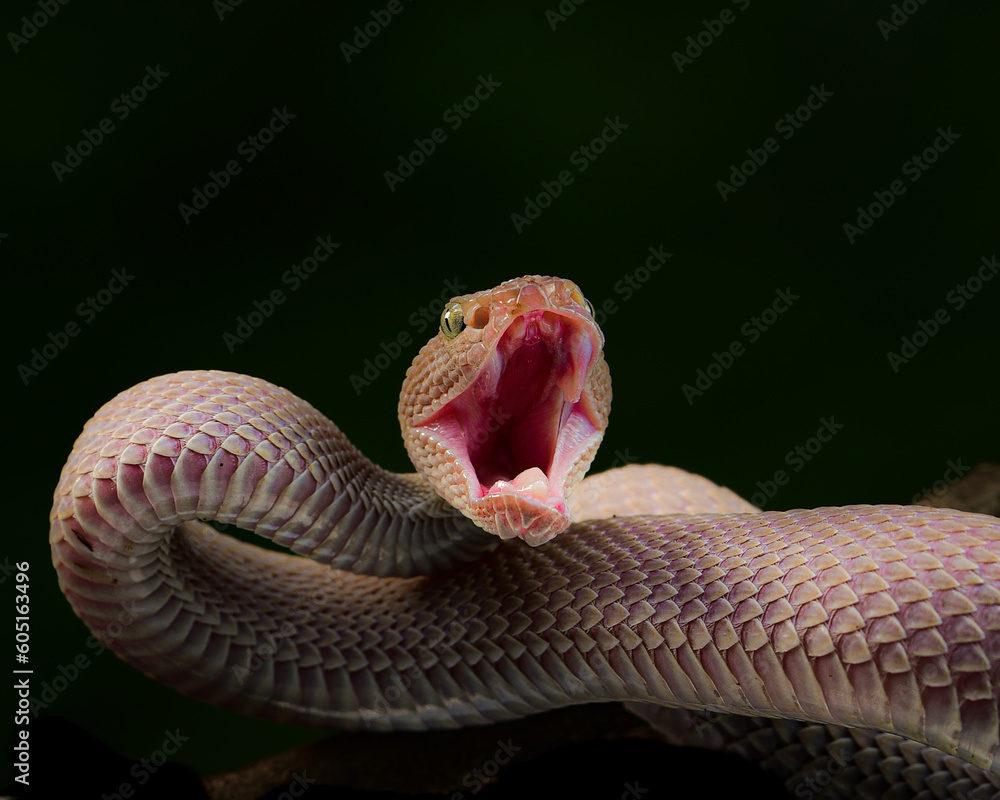 Trimeresurus purpureomaculatus is a venomous pit viper species native ...