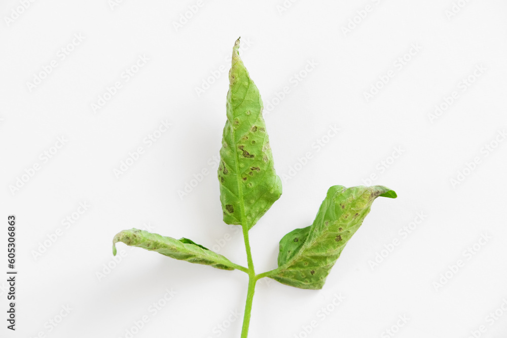 Leaf spot symptom. Dark spots and yellow surrounding region. Septoria ...