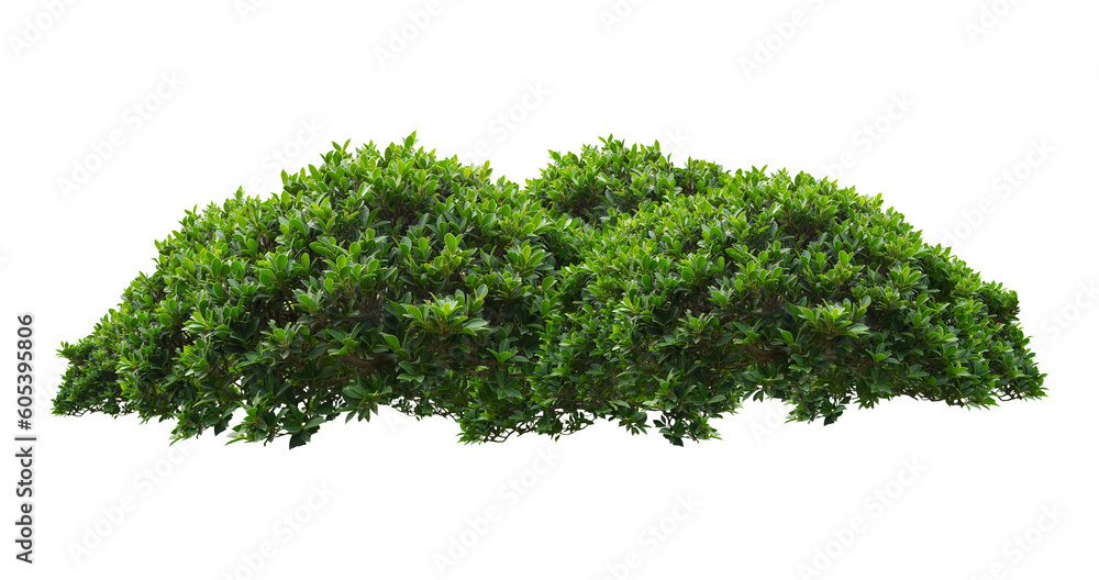green bush isolated transparency background. Stock Photo | Adobe Stock