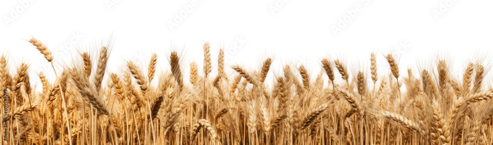 crop field of wheat as a border frame isolated on a transparent ...