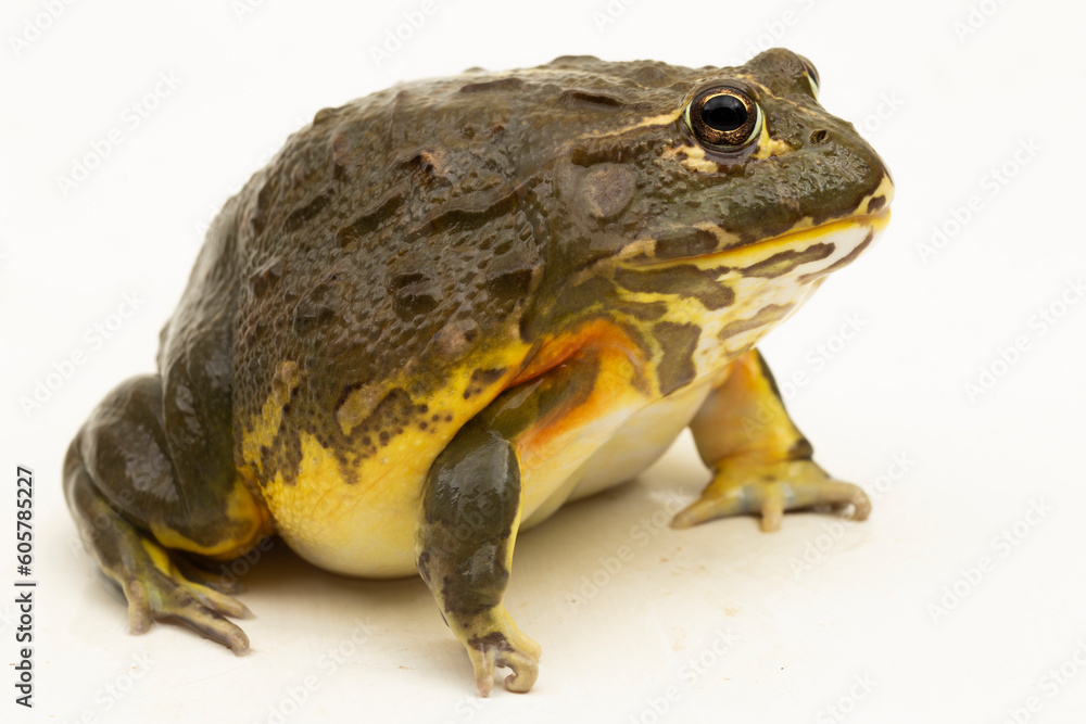 African Bull Frog ( Pyxicephalus adsperus edulis) Pixie Frog isolated ...