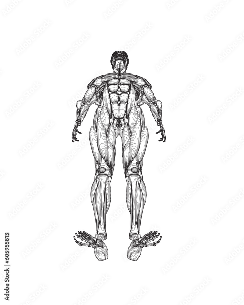 Human body anatomy male man contour , muscular system of muscles . Flat ...