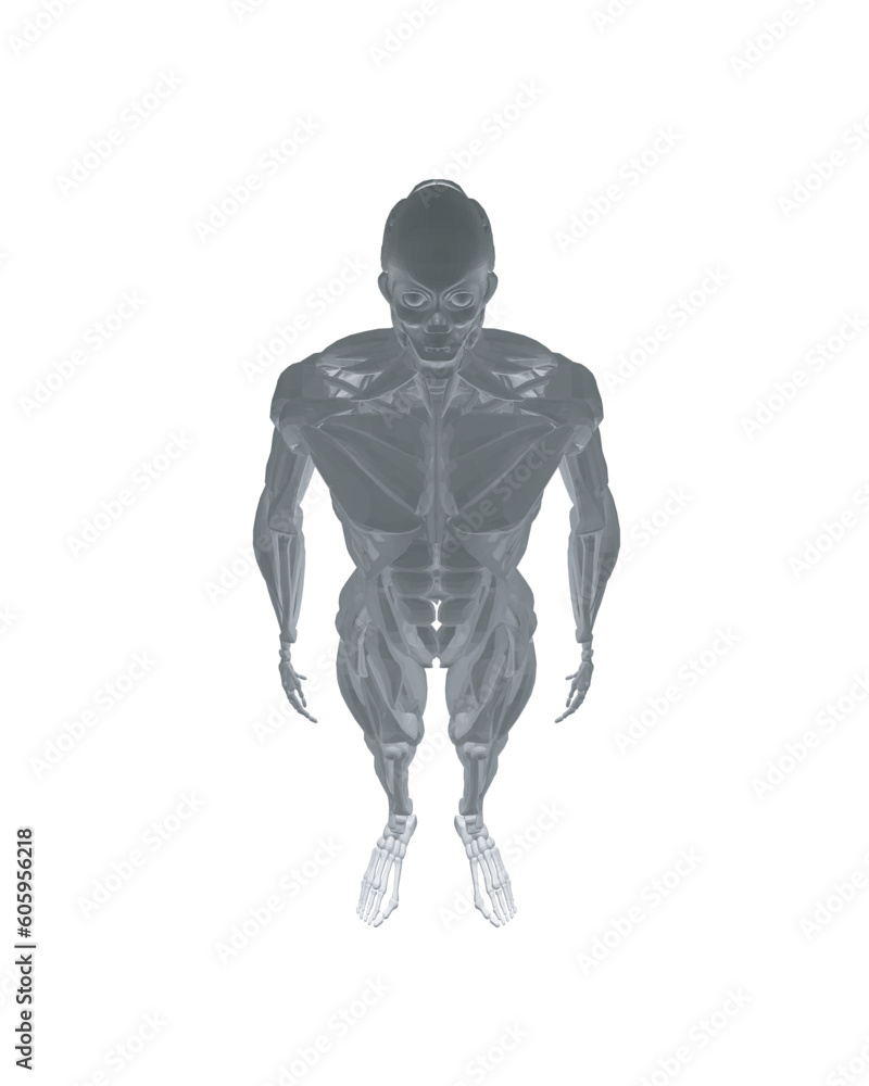 Stock-Vektorgrafik „Human anatomy. Male body muscular system model ...